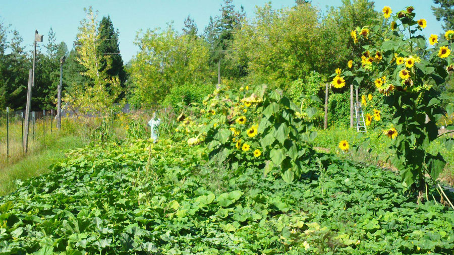 Renowned Organic Farmer Relies on Mighty Mustard® to Boost Soil Health ...