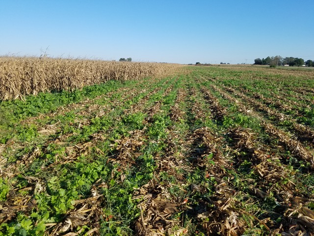 Illinois Grower Tests Mighty Mustard® in Standing Corn Crop - Mighty ...