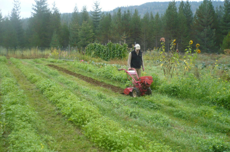 In-Field Results: Mighty Mustard® Improves Soil Fertility & Builds ...